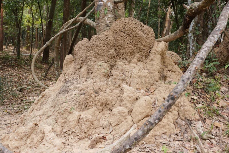 Termite nest stock photo. Image of termitarium, large - 111981498