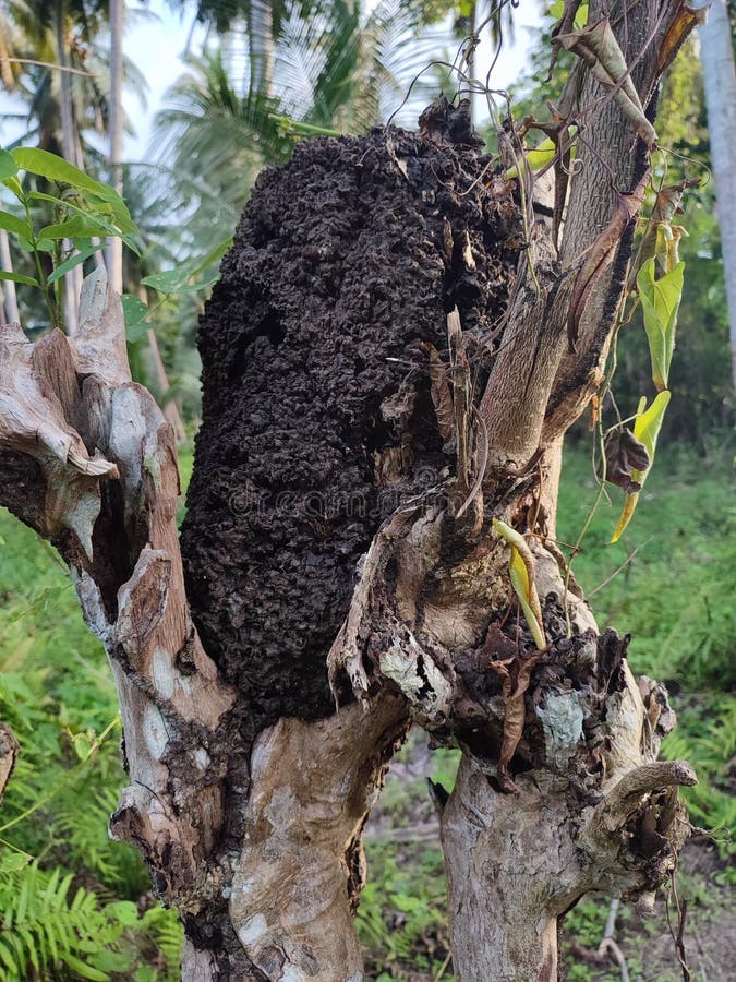 Termite Nest in a Tree, Green Grass in the Background Stock Photo ...
