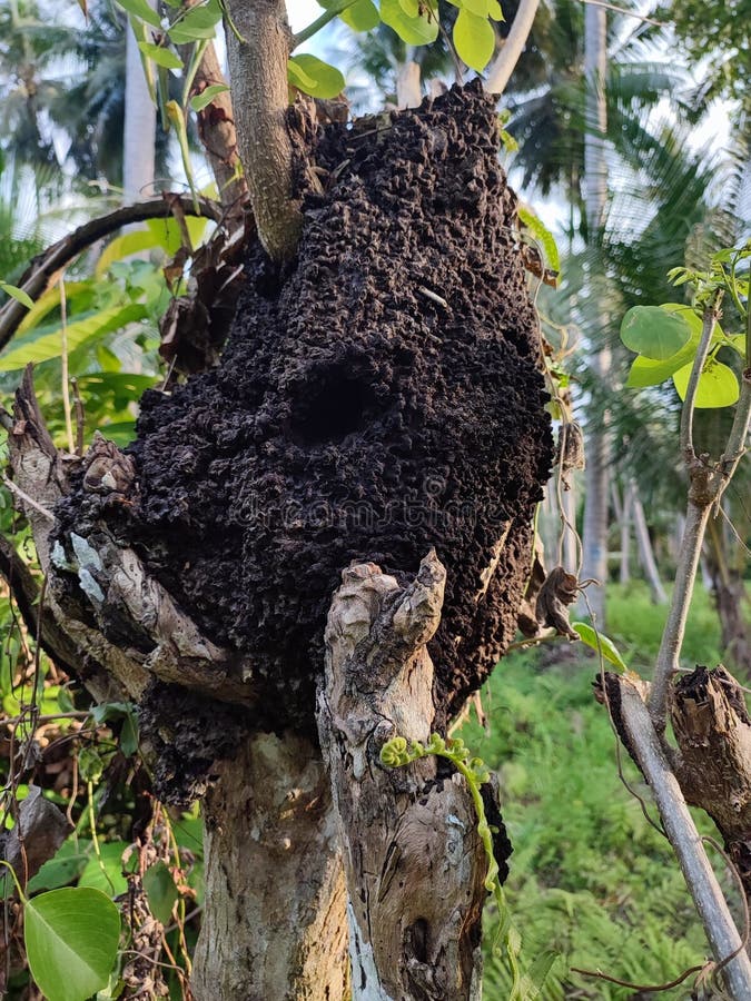 Termite Nest Tree Green Grass Background Stock Photos - Free & Royalty ...