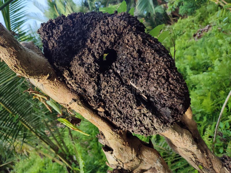Termite Nest in a Tree, Green Grass in the Background Stock Photo ...