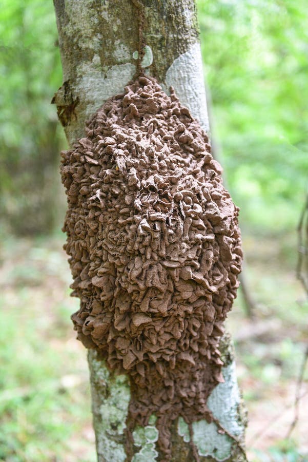 Arboreal Termite Nest On Tree Trunk Stock Photo - Image of environment ...