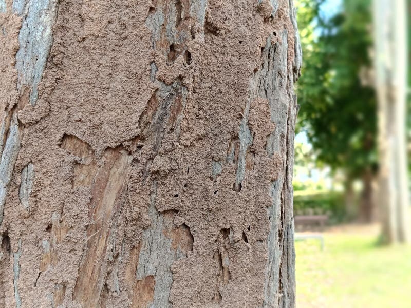 Termite Mound on a Tree in a Rain Forest with High Humidity. Stock ...