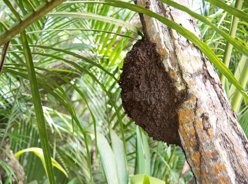 Arboreal Termite Nest On Tree Trunk Stock Photo - Image of building ...