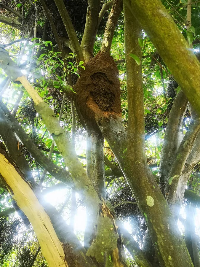 Termite Nest on the Tree White Ant Sunshine Stock Image - Image of ...