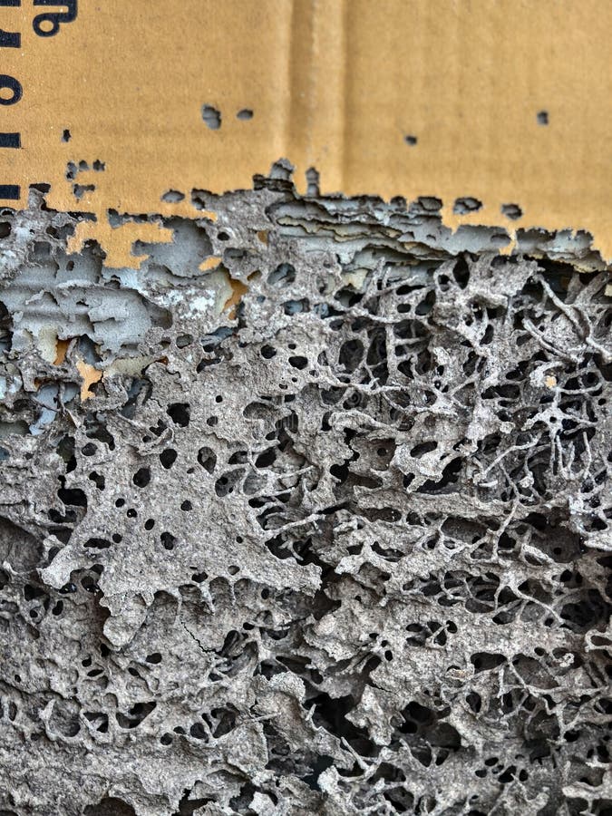 A Large Termite Nest is Built in a Cardboard Box Stock Photo - Image of ...
