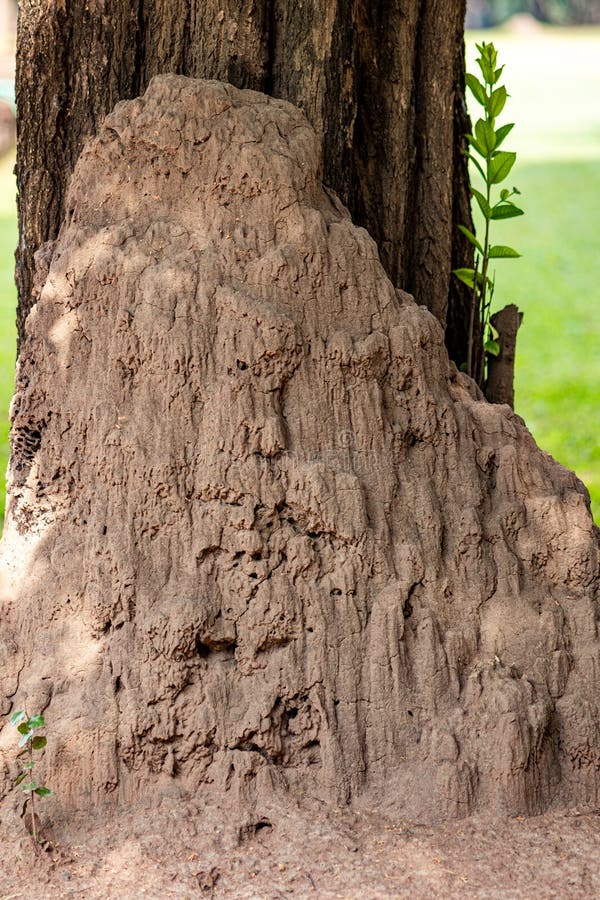 Termite Nests Grow on the Base of Trees Stock Image - Image of rough ...