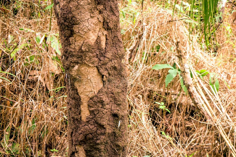 Termite Nests Hanging on Trees Stock Photo - Image of soil, ants: 293914030