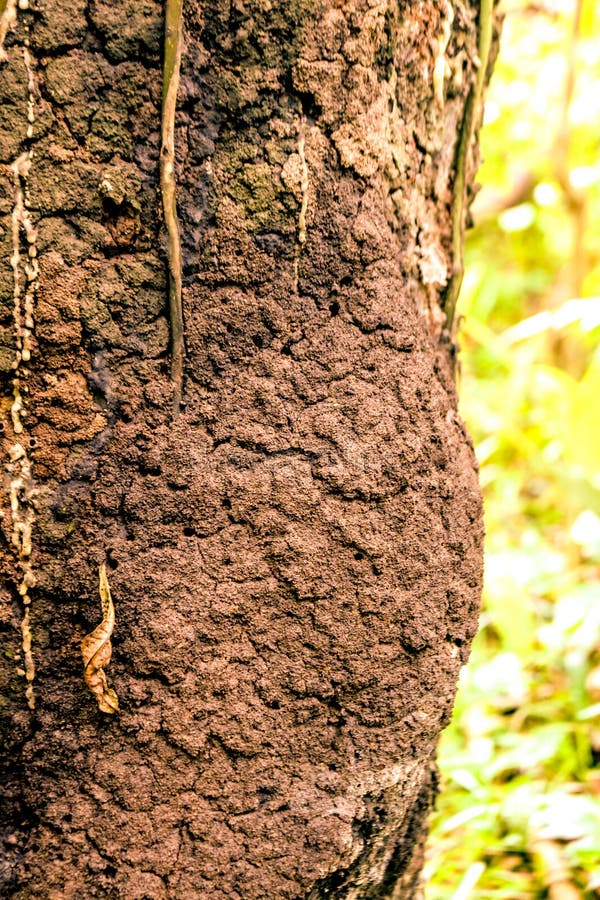 Termite Nests Hanging on Trees Stock Photo - Image of speed, ants ...