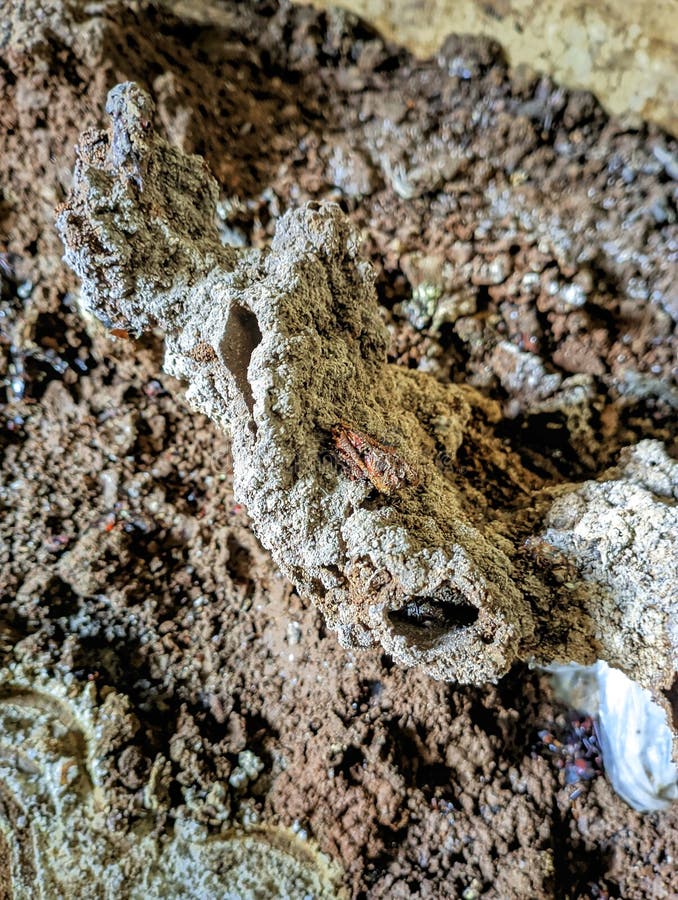 Termite Nests Made of Soil Begin To Grow Stock Image - Image of termite ...