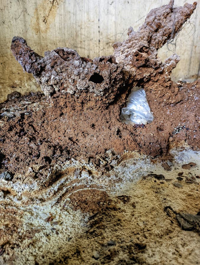 Termite Nests Made of Soil Begin To Grow Stock Image - Image of termite ...