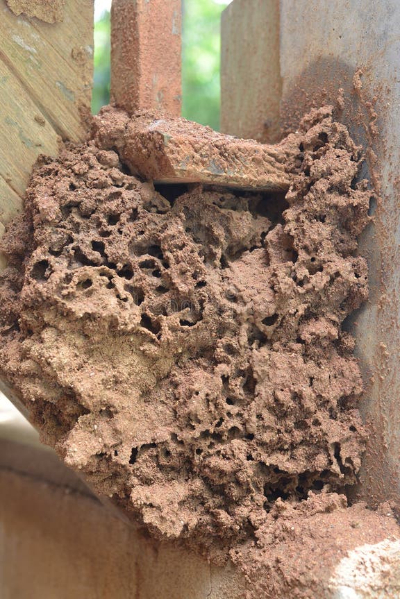 Termite nests stock photo. Image of detail, home, closeup - 62924112