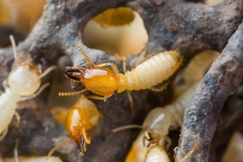 Termite Ou Fourmis Blanches Photo stock - Image du blanches, fourmis ...