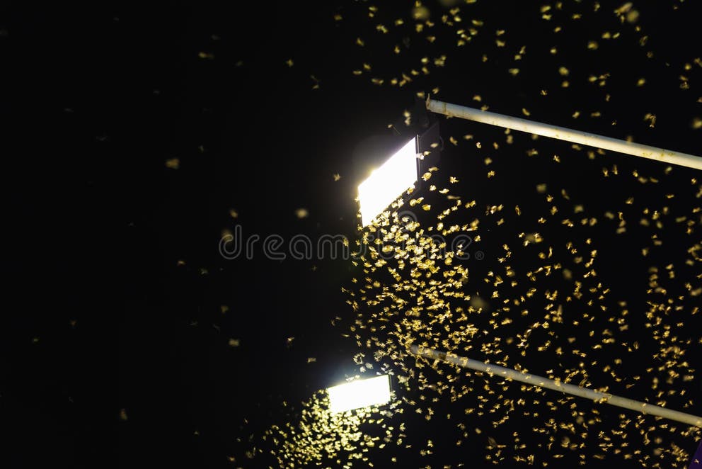Termite Queen Flying at the Bright Lights Stock Image - Image of energy ...
