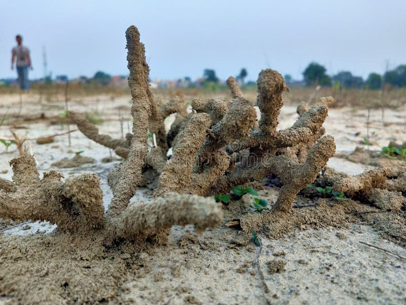 Termite sand stock image. Image of nature, flower, branch - 225477923