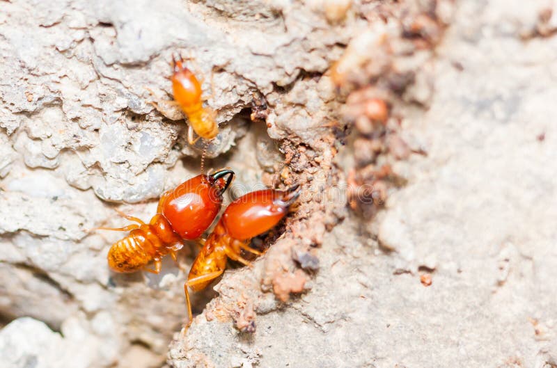 Termites nesting stock image. Image of pest, wood, macro - 55463815