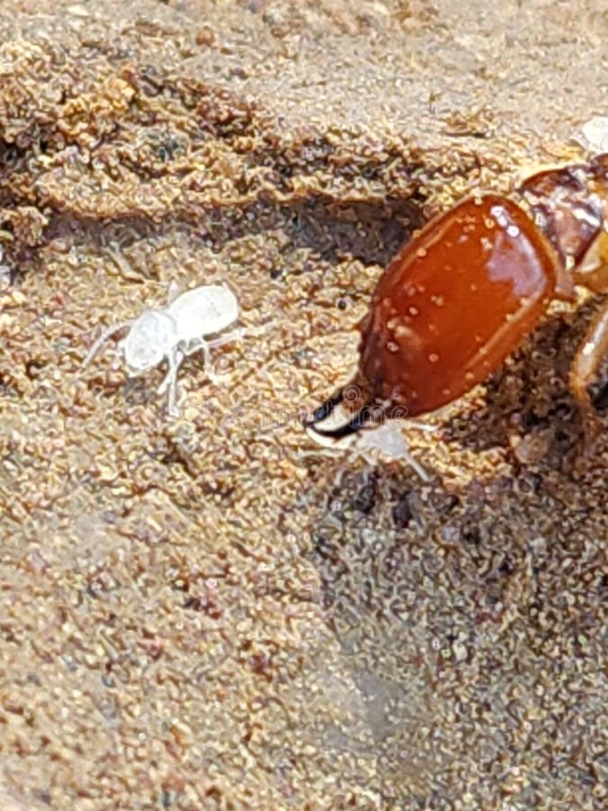 Termite soldier with nimth stock photo. Image of soldier - 326465020