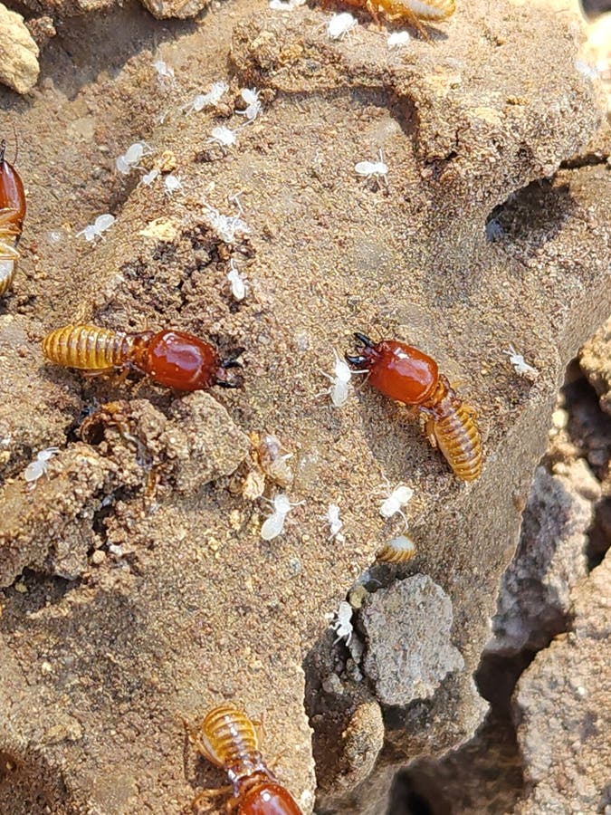 Termite Soldiers on the Ground Stock Photo - Image of insects, nimph ...