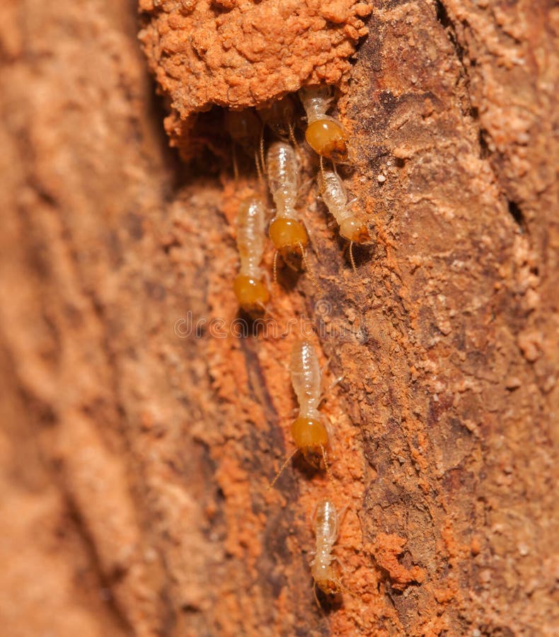 Termite team close up stock photo. Image of macro, teamwork - 61411226