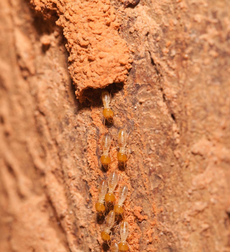 Termite team close up stock photo. Image of macro, teamwork - 61411226