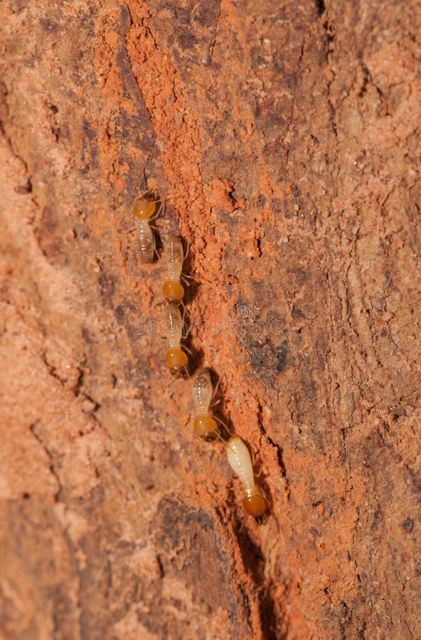 Termite team close up stock image. Image of insect, odontotermes - 61411303
