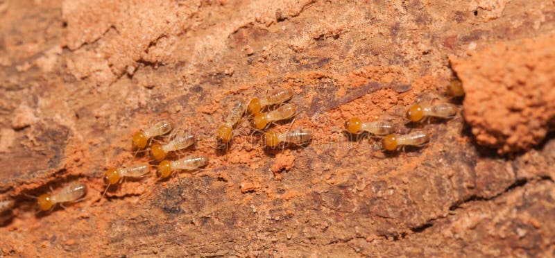 Termite team stock image. Image of tropical, tunnel, team - 61411401