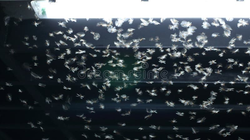 Termite, Termes, Order Isoptera, Family Termitidae and Light Stock ...