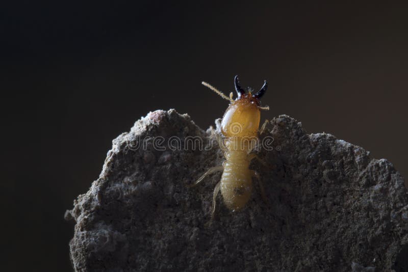 Termites stock image. Image of biological, larva, pest - 101438839
