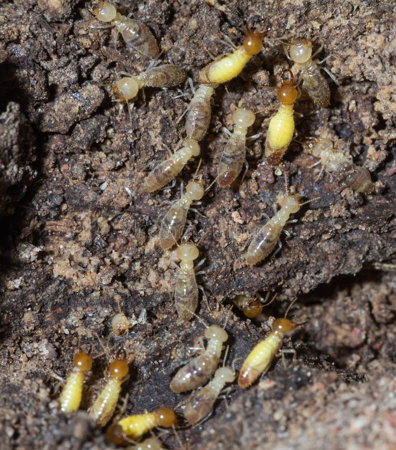 Termite stock image. Image of worker, nature, tropical - 59277181