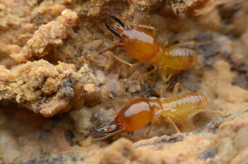 Termite stock photo. Image of teeth, pest, enemy, macro - 84628730