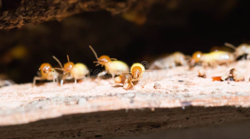 Termites nesting stock image. Image of pest, wood, macro - 55463815