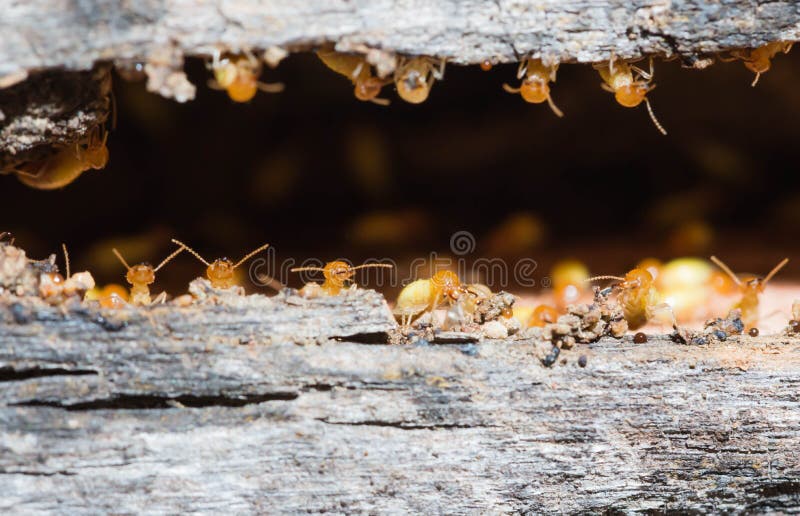 Termites nesting stock image. Image of pest, wood, macro - 55463815
