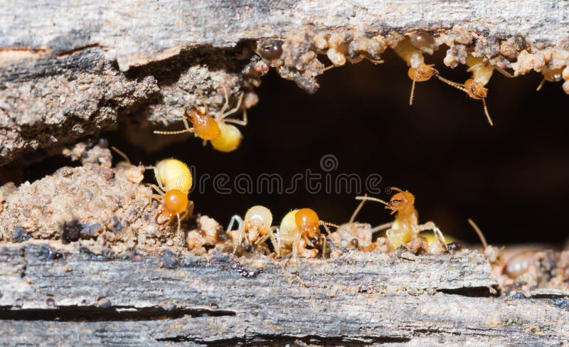 Termites nesting stock image. Image of pest, wood, macro - 55463815