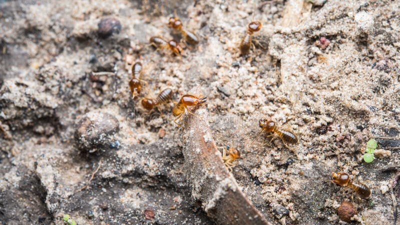 Termite stock photo. Image of burrows, destruction, soil - 96150542