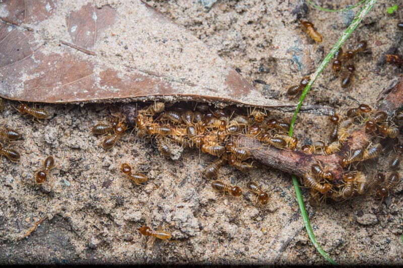 Termite stock photo. Image of irritating, burrows, destruction - 96150744