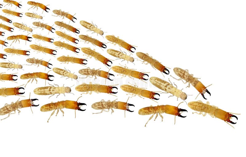 Termites stock image. Image of biological, larva, pest - 101438839