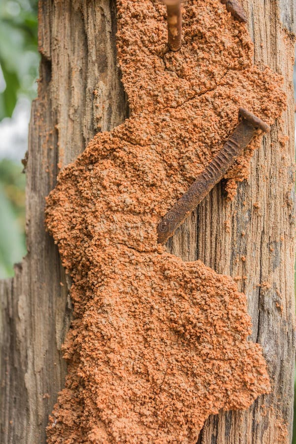 Orange Termite Nest on Brown Tree Bark Stock Photo - Image of park ...
