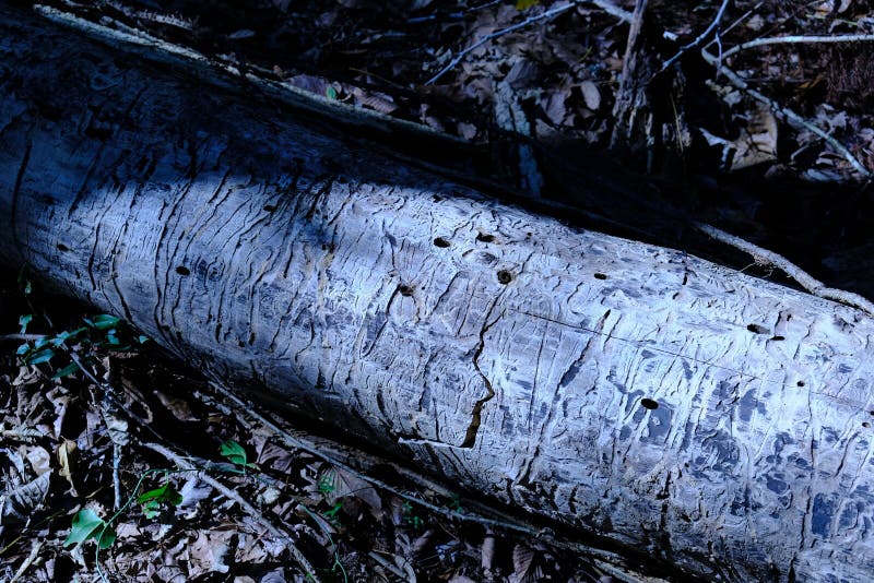 Termite Tree Trunk in Indian Bayou Louisiana Stock Photo - Image of ...