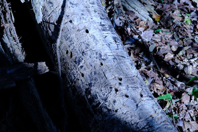 Termite Tree Trunk in Indian Bayou Louisiana 2 Stock Image - Image of ...