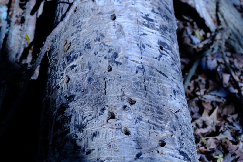 Termite Tree Trunk in Indian Bayou Louisiana 3 Stock Image - Image of ...