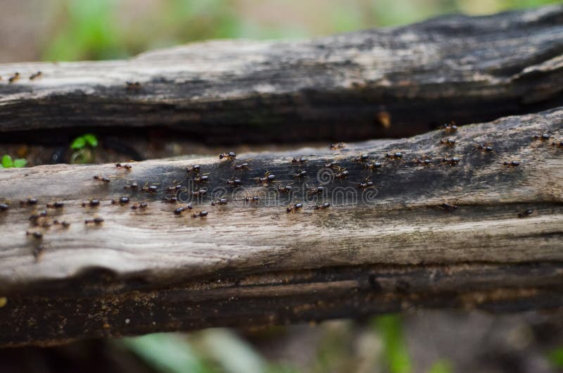 Termite walking on old log stock photo. Image of grained - 158213030