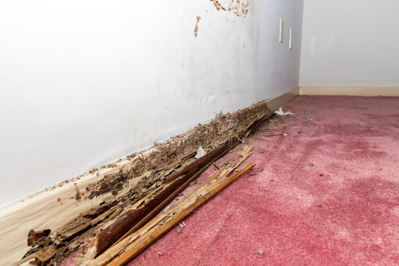 Wall Baseboard Damaged by Termites and Water Stock Photo - Image of ...