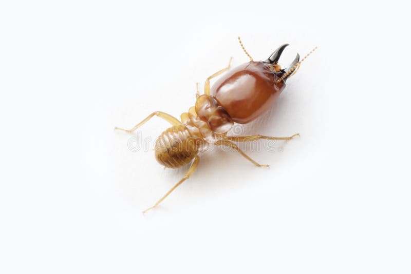 11,945 Termite Photos - Free & Royalty-Free Stock Photos from Dreamstime