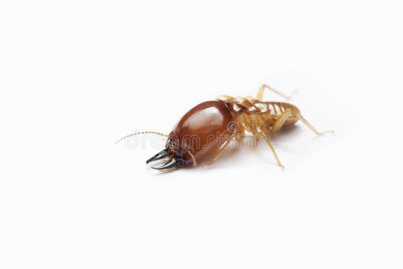 Termite on White Background Stock Image - Image of nature, brown: 76145183