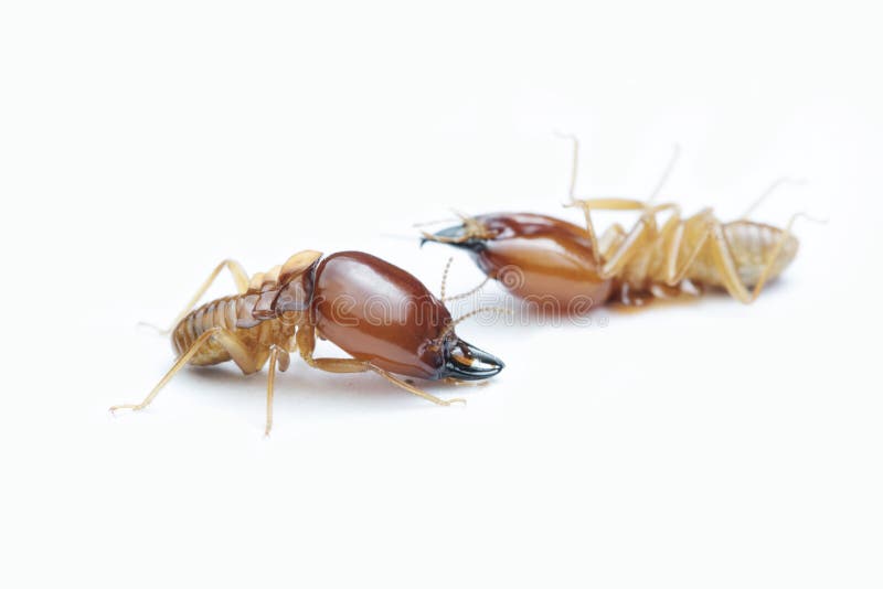 Termite on White Background in Thailand. Stock Image - Image of ...