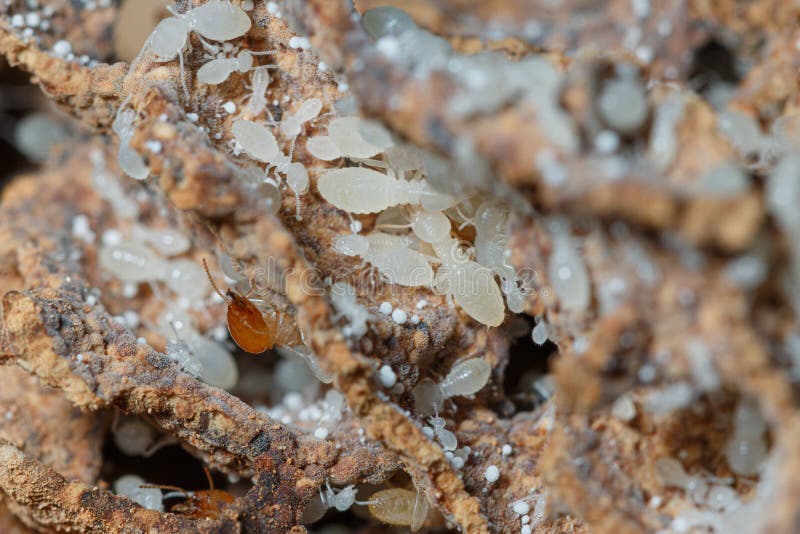 White Fly Larvae, Maggots , Close-up. Bait For Anglers Stock Photo ...