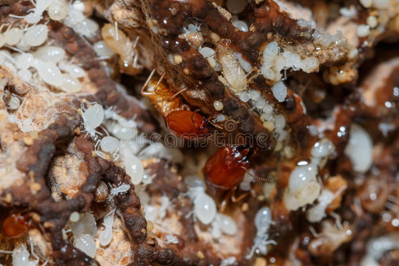 Termite Larvae Vs Ant Larvae