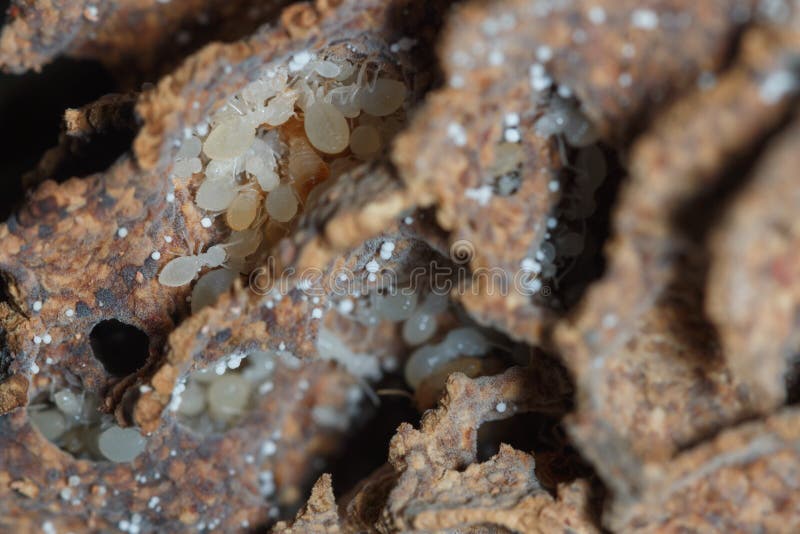 White Fly Larvae, Maggots , Close-up. Bait for Anglers Stock Photo ...