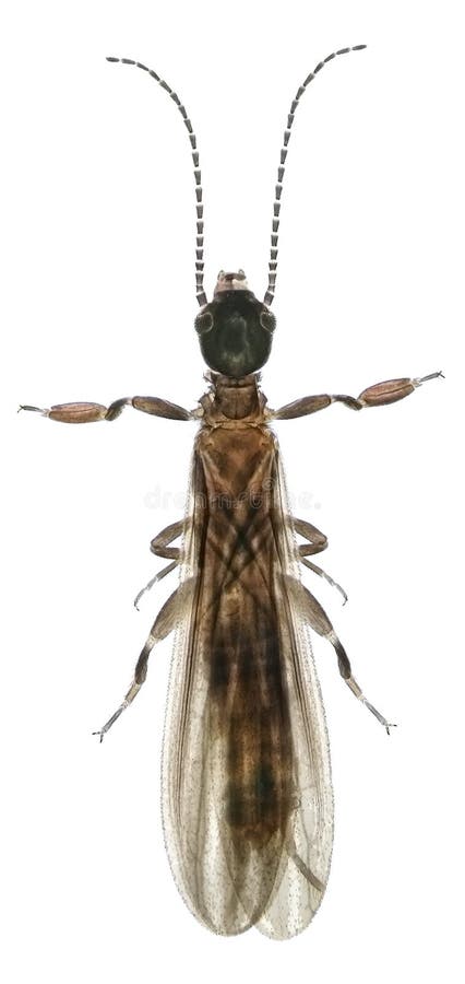 Warrior termite stock image. Image of creature, head, abdomen - 2773981