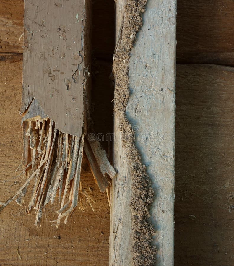 Termite Wood Damage and Mud Tube Stock Image - Image of wall, cement ...