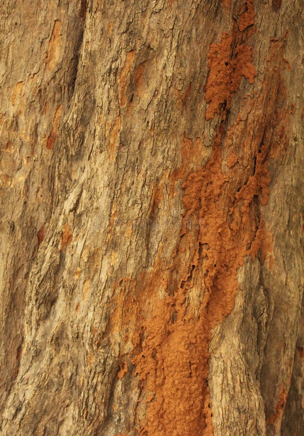 Termite and Wood damage stock image. Image of destruction - 73403355